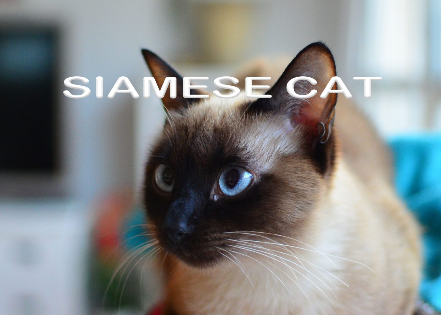 The tale of the Siamese Cat - Destination Thailland TV
