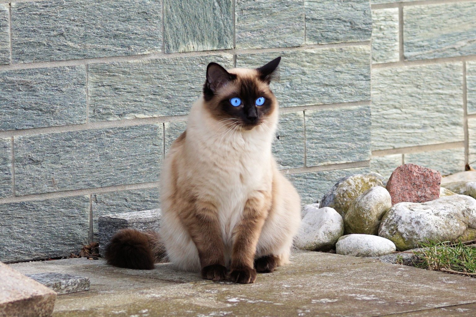 The tale of the Siamese Cat - Destination Thailland TV