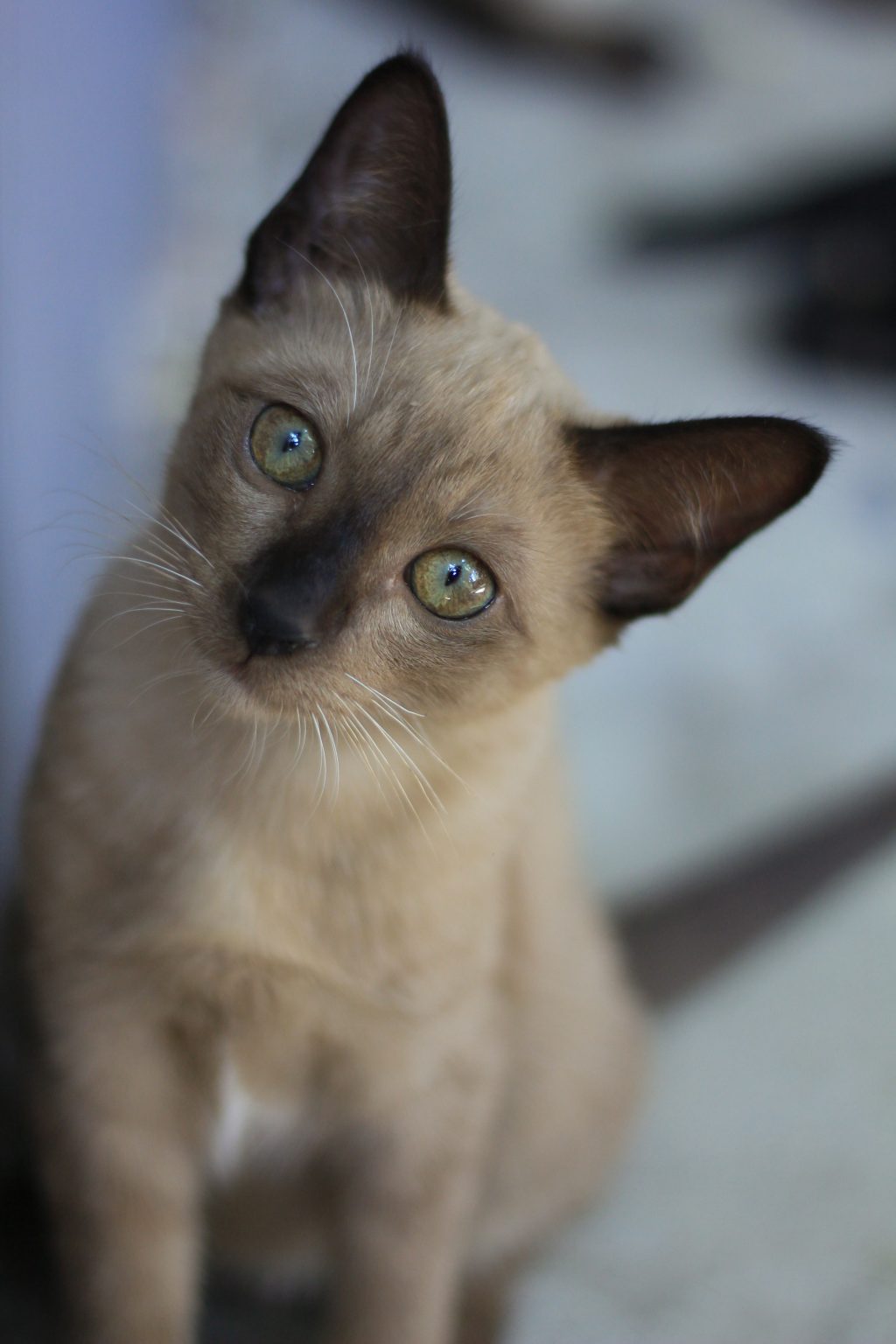 The tale of the Siamese Cat - Destination Thailland TV